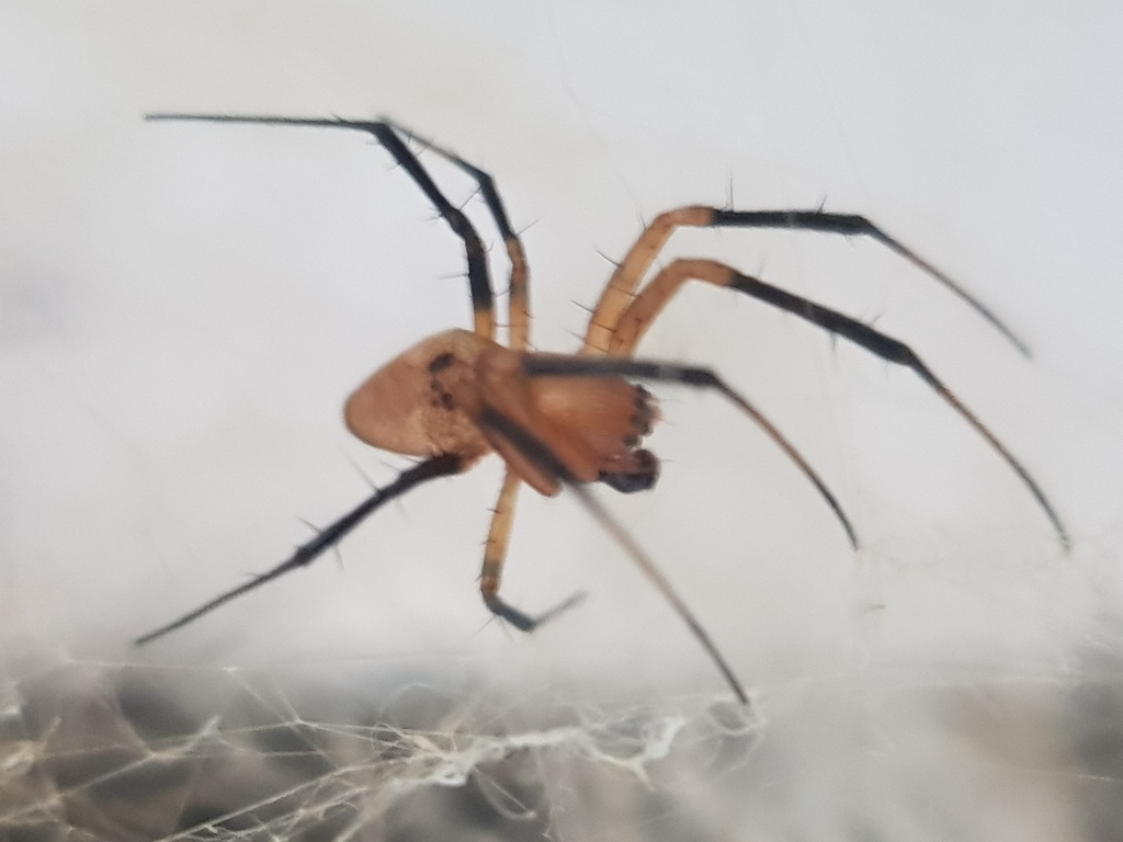 African Hermit Spider from Makoni, Zimbabwe on March 28, 2021 at 06:51 ...