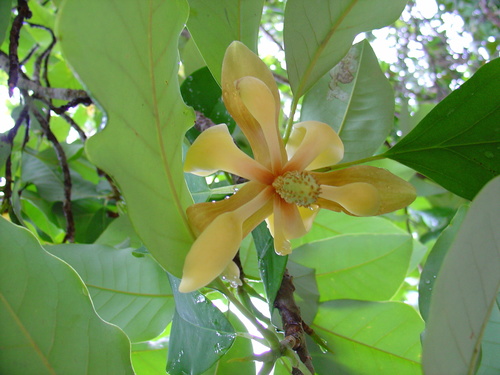 Magnolia utilis · iNaturalist Mexico