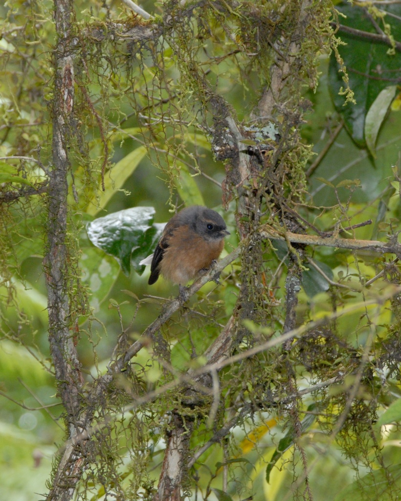 New Zealand Fantail from Circle Track, Pelorus Bridge Scenic Reserve ...
