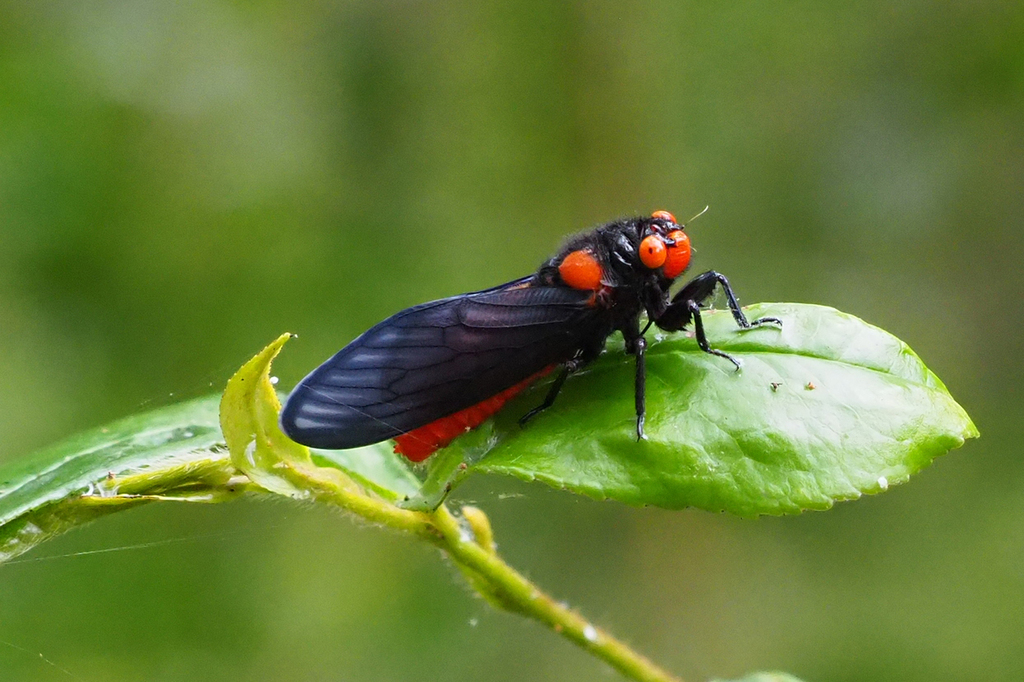 Black and scarlet cicada from 香港大欖 on April 27, 2019 at 05:37 PM by ...