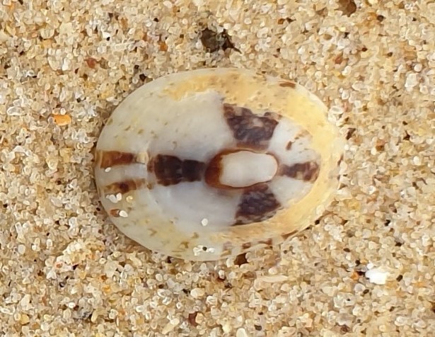 Patelloida mufria from Sydney NSW, Australia on March 30, 2021 at 11:38 AM by kalimata · iNaturalist