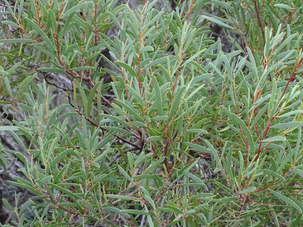 western coastal wattle from Cacadu, Eastern Cape, South Africa on March ...
