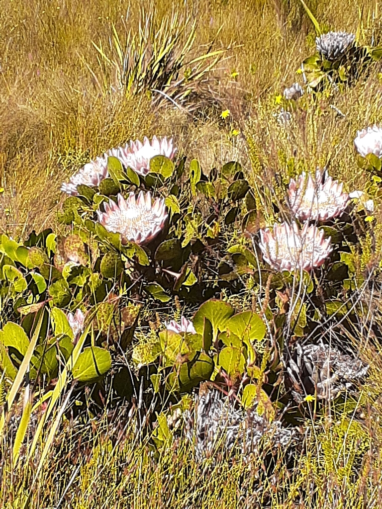 King Protea from Bot River, 7185, South Africa on March 25, 2021 at 09: ...