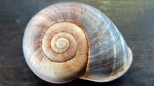 southern flat-coiled snail (Pedinogyra rotabilis) · iNaturalist United ...