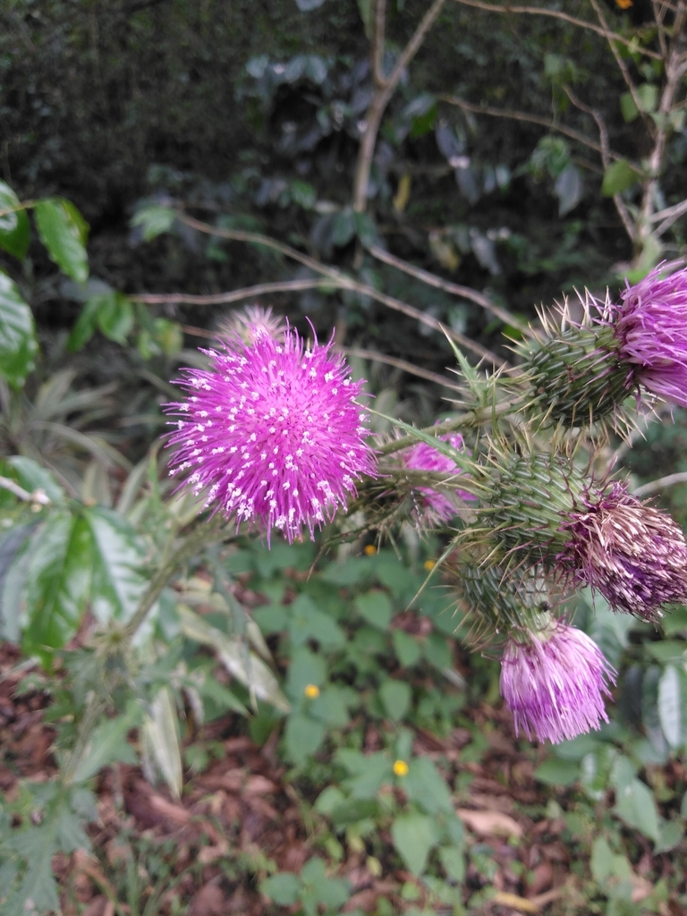 Mexican Thistle from Ixtaczoquitlán, Ver., México on March 29, 2021 at ...