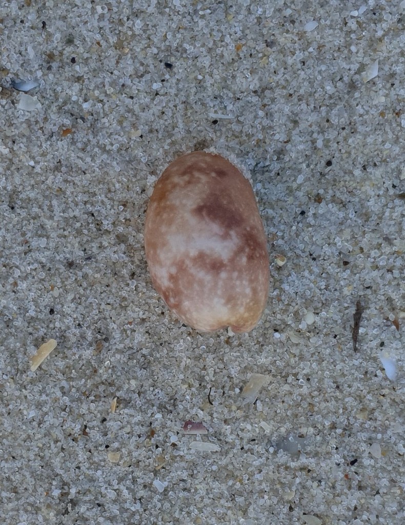 Bulla mabillei from Sydney NSW, Australia on March 30, 2021 at 12:20 PM ...