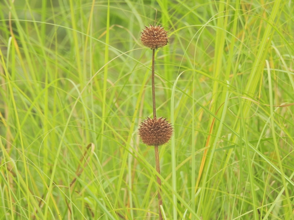 lion's ear from 4 Laos on March 30, 2021 at 04:31 PM by Erik Delaquis ...