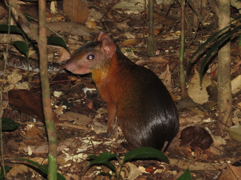 Red Acouchi (Myoprocta acouchy) - Know Your Mammals