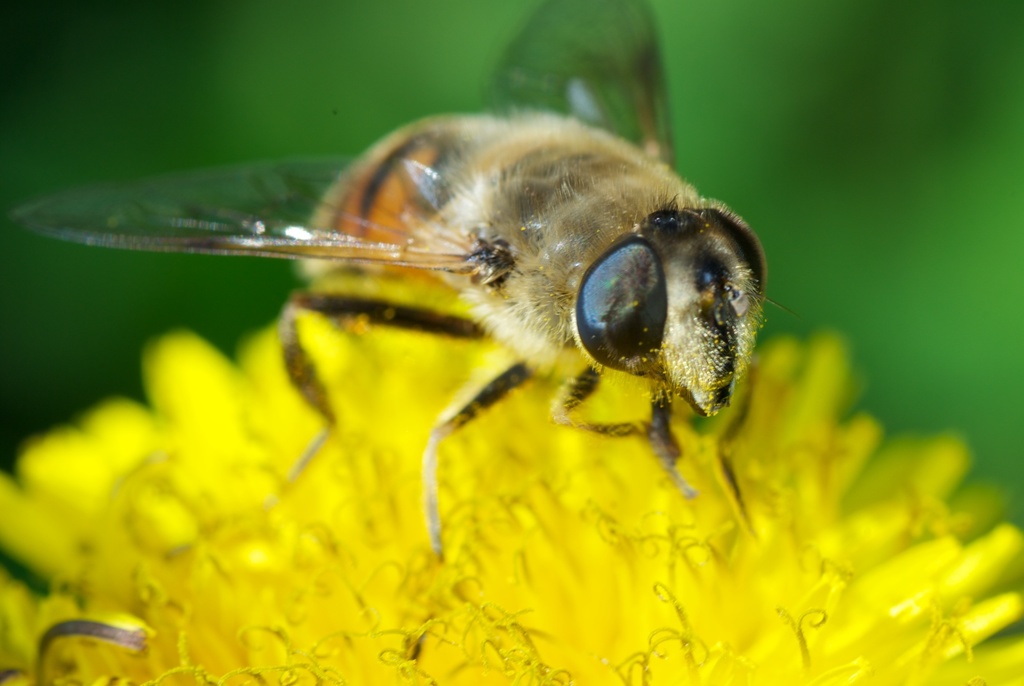 Sírfido europeo (Naturaleza en el Refugio del Agua-Mallín de Barrio ...