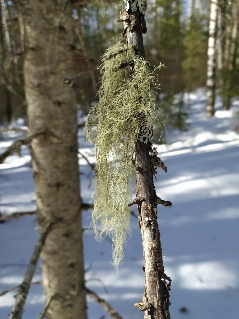 Fishbone Beard Lichen from Свердловская обл., Россия, 624945 on March ...