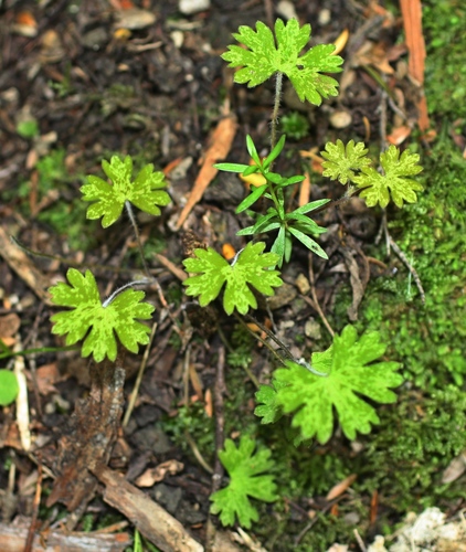 Variety Geranium microphyllum discolor · iNaturalist