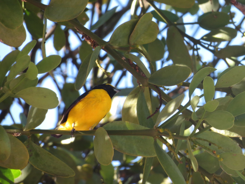 Eufonia garganta negra mesoamericana desde Hidalgo, Puerto Escondido ...