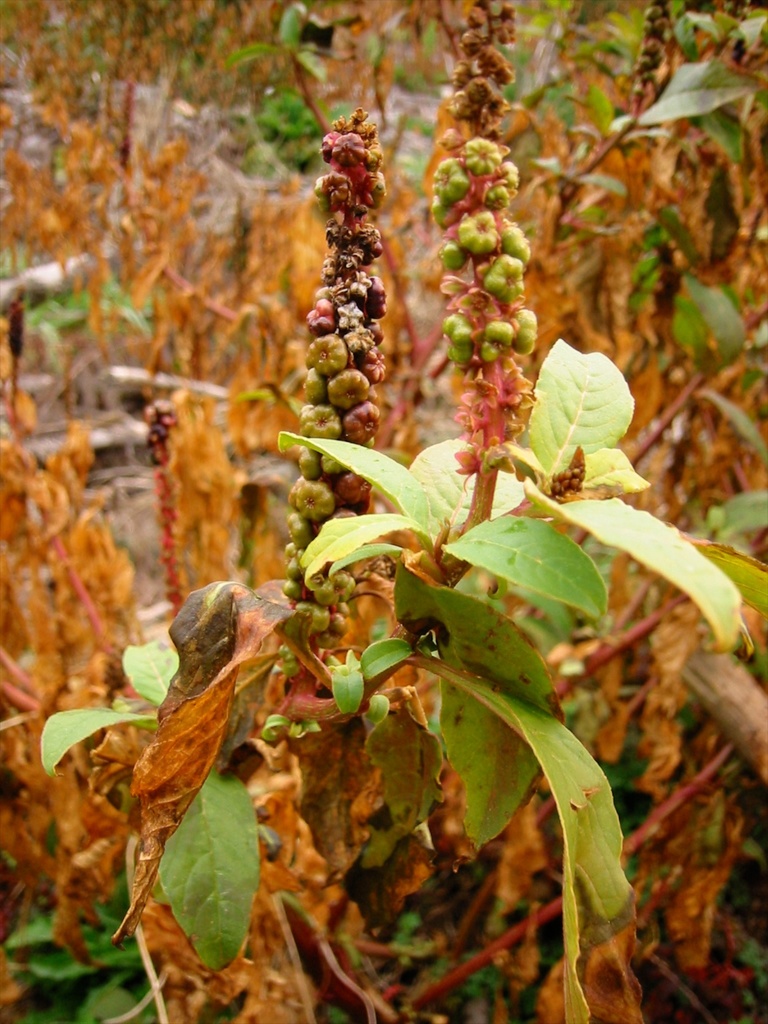 Inkweed (Santa Clara River Natural History ) · iNaturalist