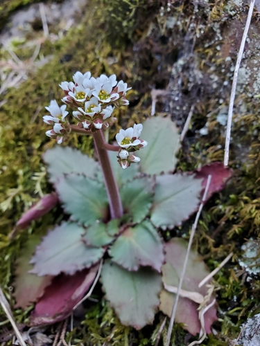 Virginia saxifrage (Flora of Burgess Falls State Park) · iNaturalist