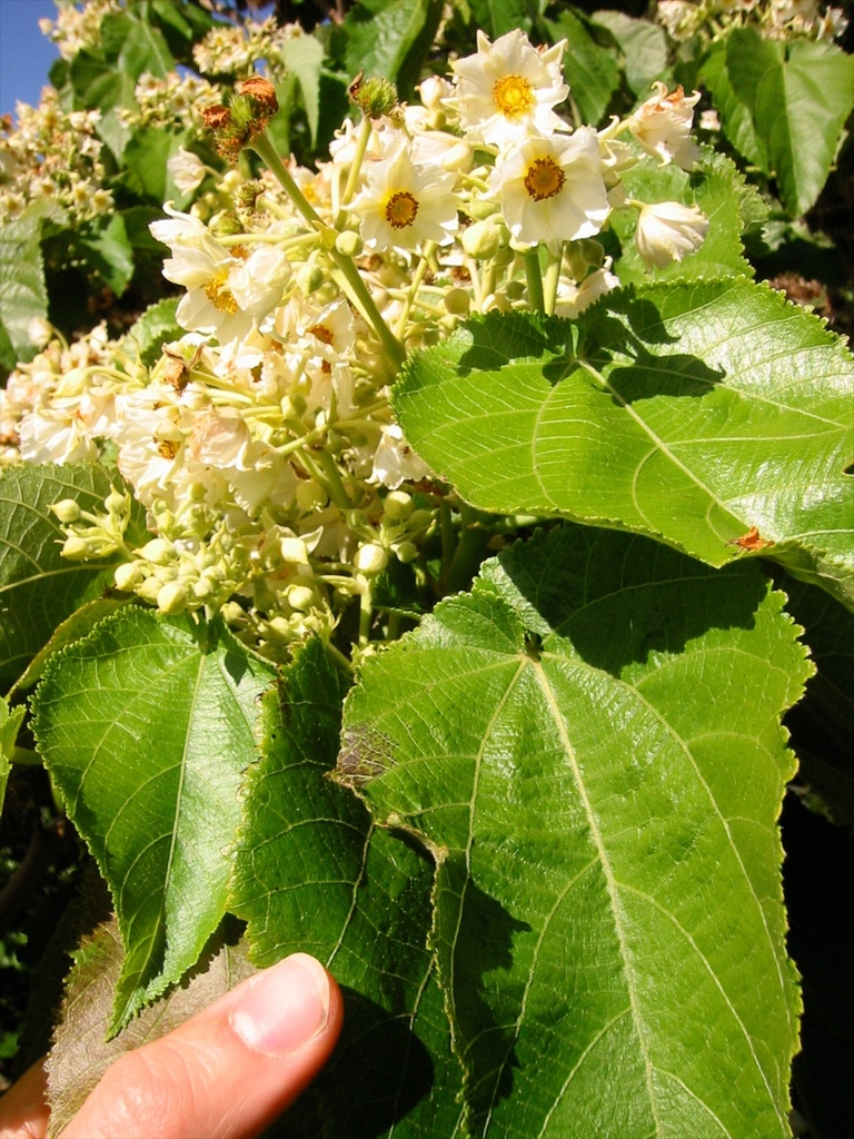Whau (Entelea arborescens) - Botanical Realm
