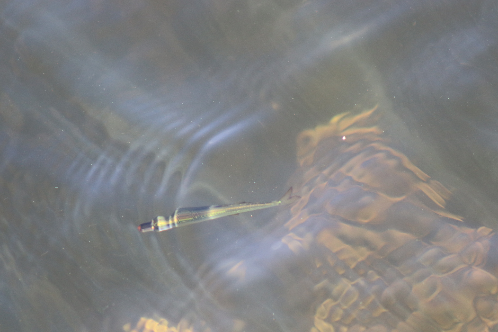 Labidesthes vanhyningi Bean & Reid, 1930