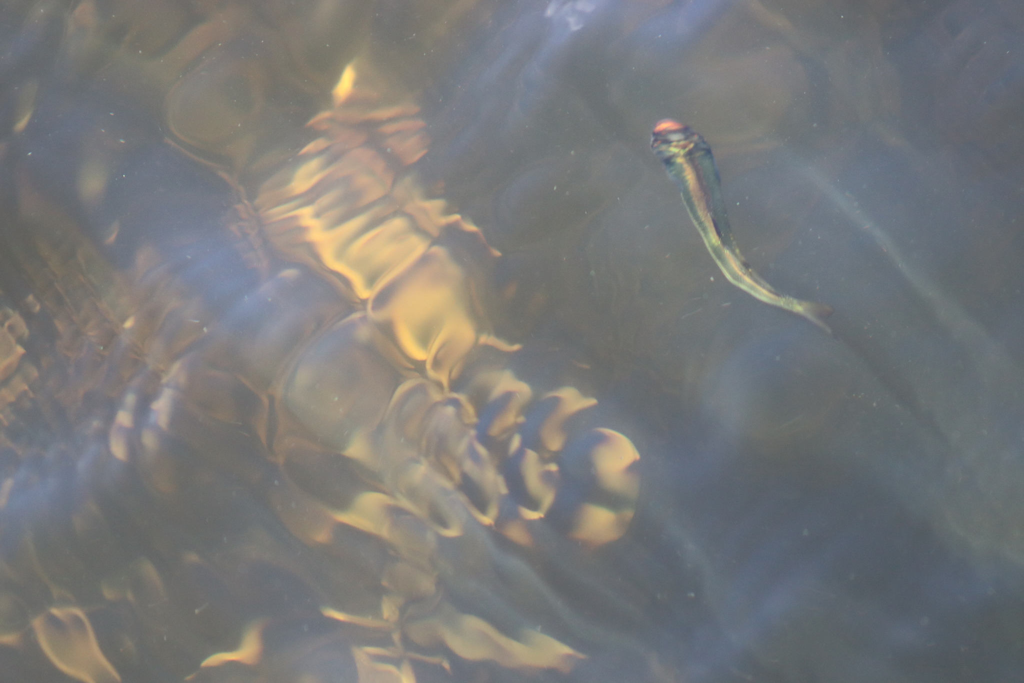 Labidesthes vanhyningi Bean & Reid, 1930