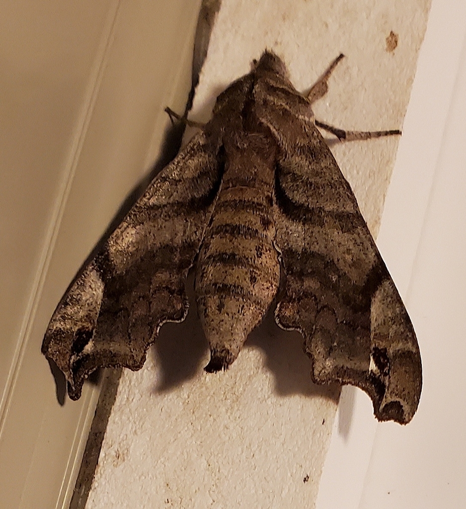 Lettered Sphinx from Tallassee, AL 36078, USA on March 30, 2021 at 06:32 AM by Bob Reed ...