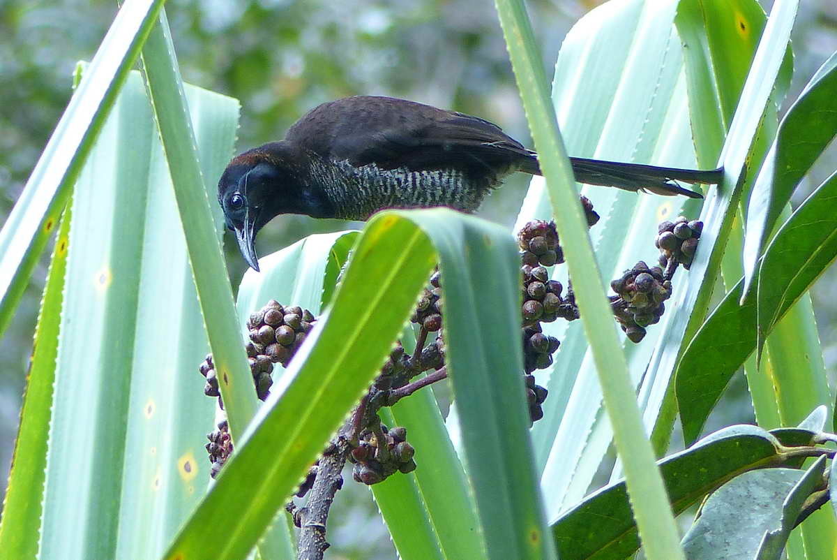 Astrapia splendidissima Rothschild, 1895