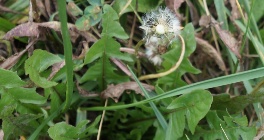 common dandelion from Elizabeth, NJ, USA on October 26, 2017 at 12:17 ...