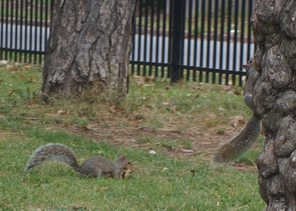 Eastern Gray Squirrel from Elizabeth, NJ, USA on October 26, 2017 at 12 ...