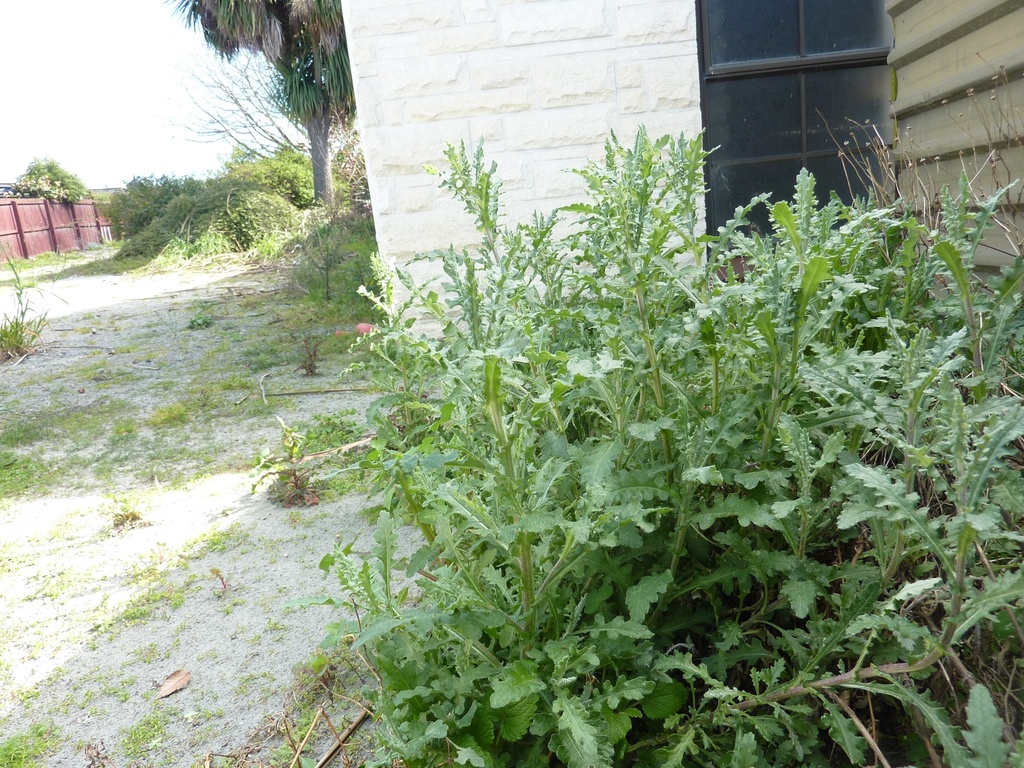 Cutleaf burnweed (Senecio glomeratus) - Botanical Realm