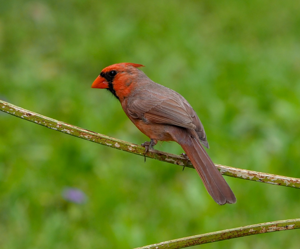 Northern Cardinal in March 2021 by aprilsee · iNaturalist