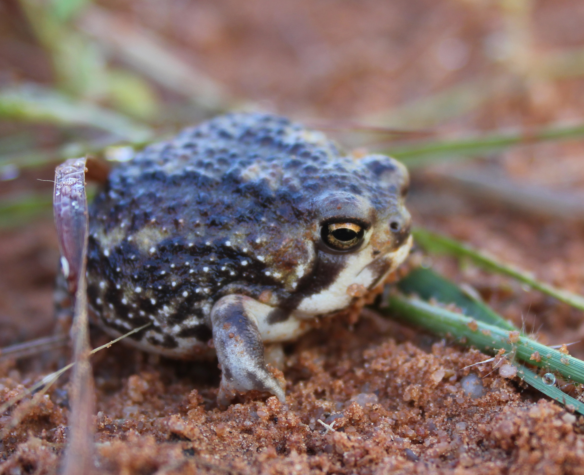 Breviceps adspersus Peters, 1882
