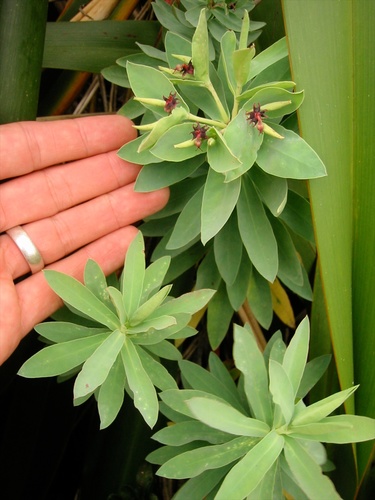 Shore Spurge (Euphorbia glauca) · iNaturalist