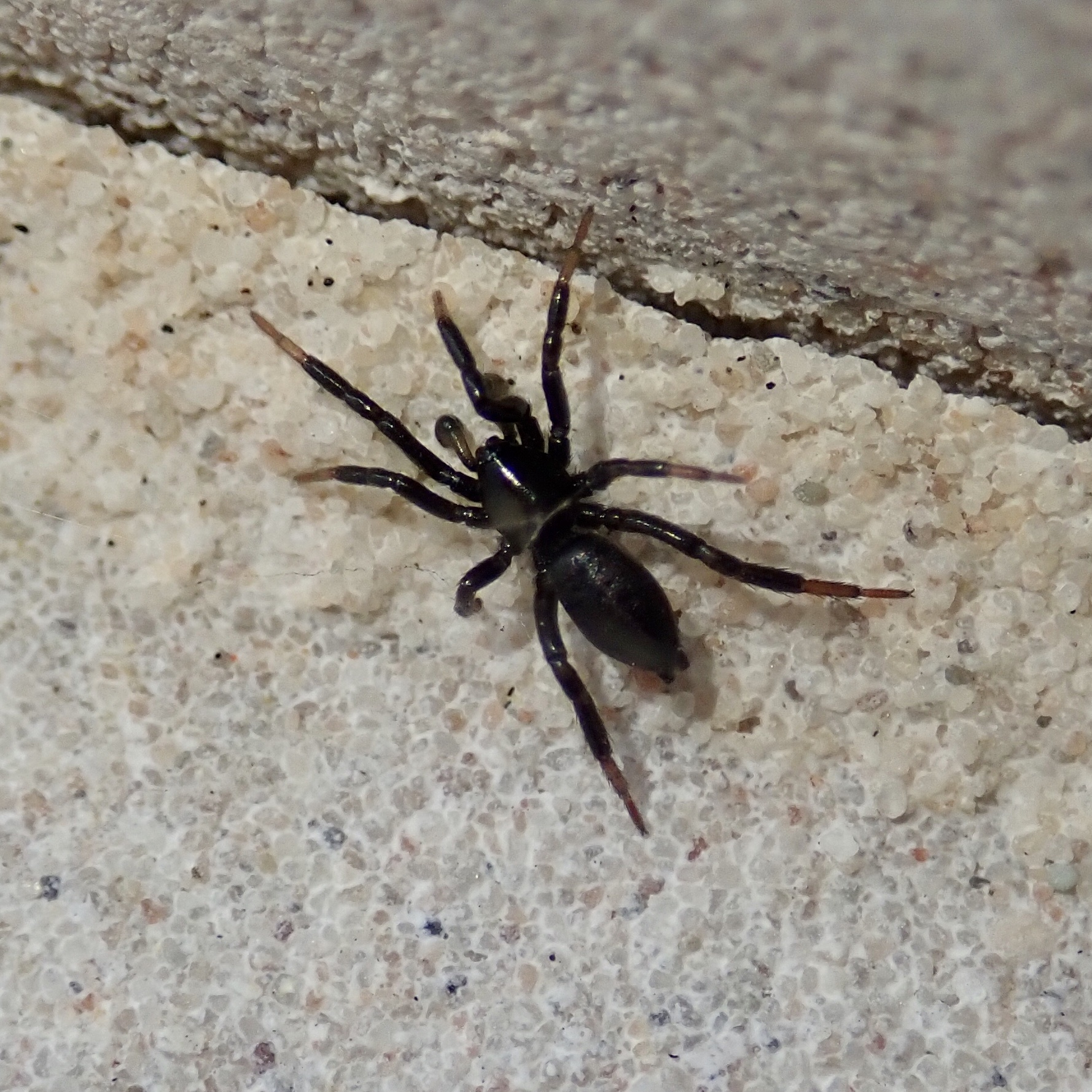 Drassyllus pusillus (C.L.Koch, 1833)