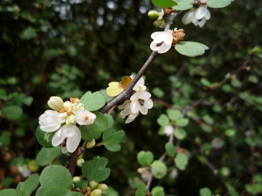 Shrubby tororaro (Muehlenbeckia astonii) - Botanical Realm
