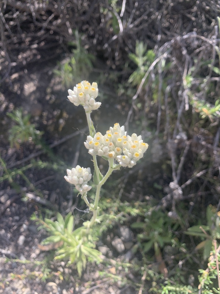 two-color rabbit tobacco from Camino Del Sol, Fullerton, CA, US on ...