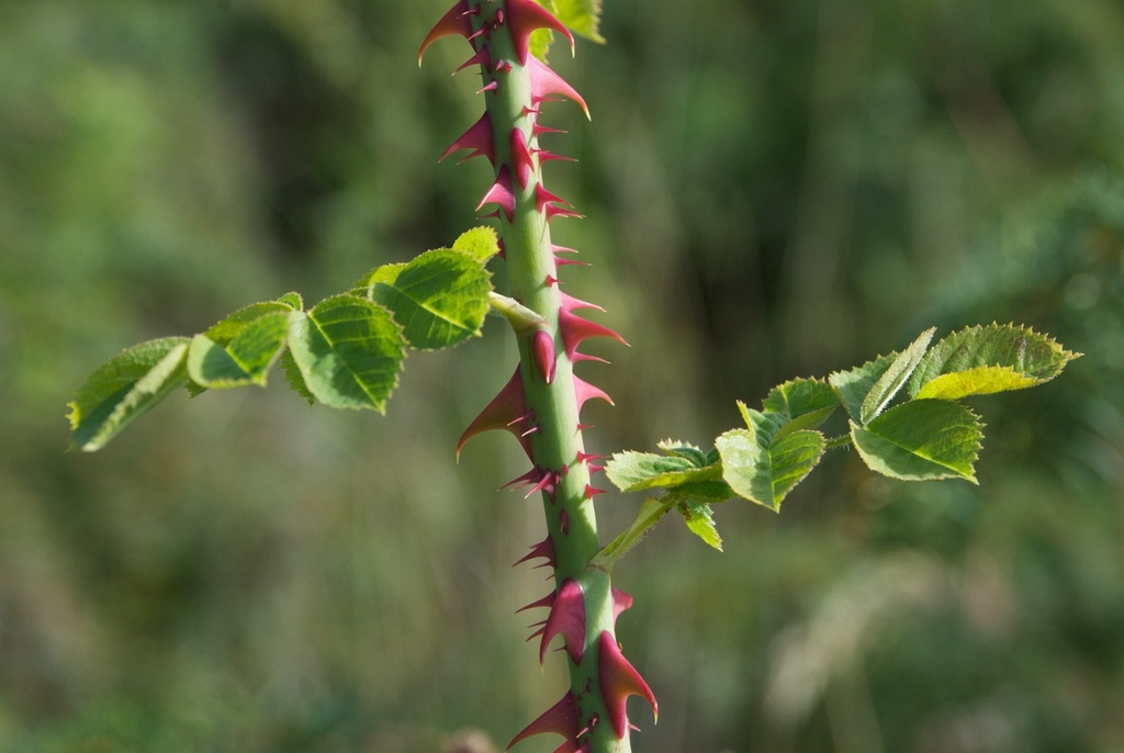 Rosa mosqueta (Naturaleza en el Refugio del Agua-Mallín de Barrio Norte ...