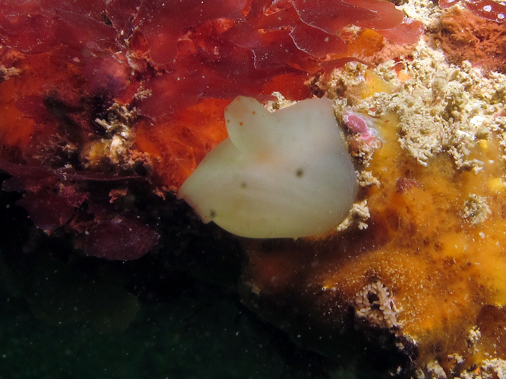 Sea Vase from Sea Spray on March 28, 2021 at 08:39 PM by kristobal22 ...