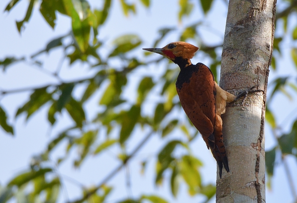 Ringed Woodpecker from Macapá, AP, Brasil on July 27, 2017 by Luciano ...