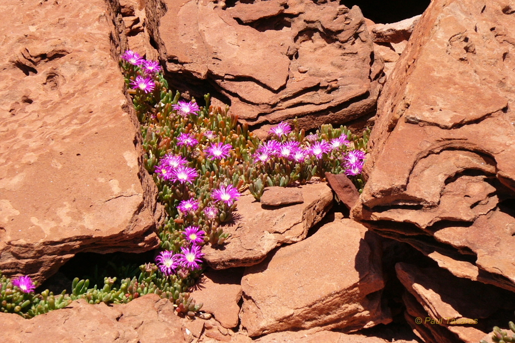 Purple Dewplant (Disphyma crassifolium) - Botanical Realm