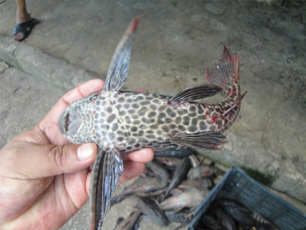 Amazon sailfin catfish (Pterygoplichthys pardalis) - Marine Life ...