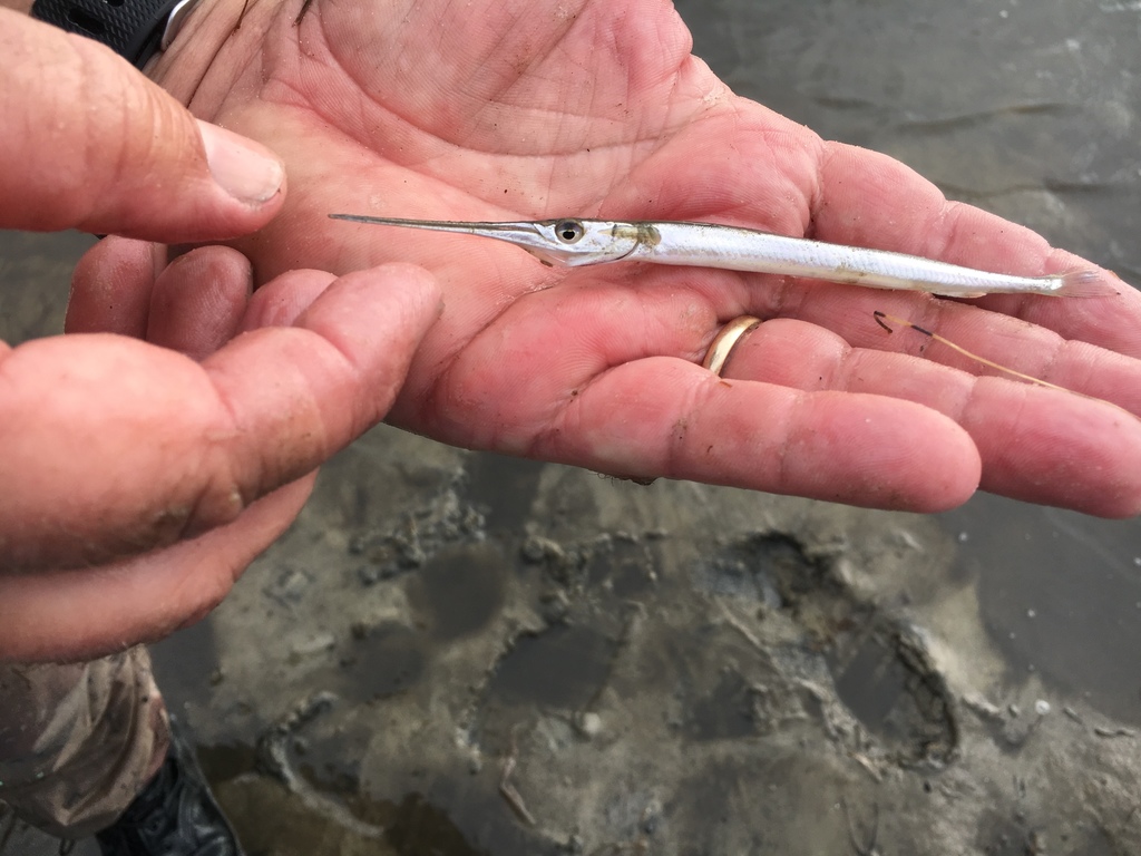 Redfin Needlefish from Cedar Keys National Wildlife Refuge, Cedar Key ...