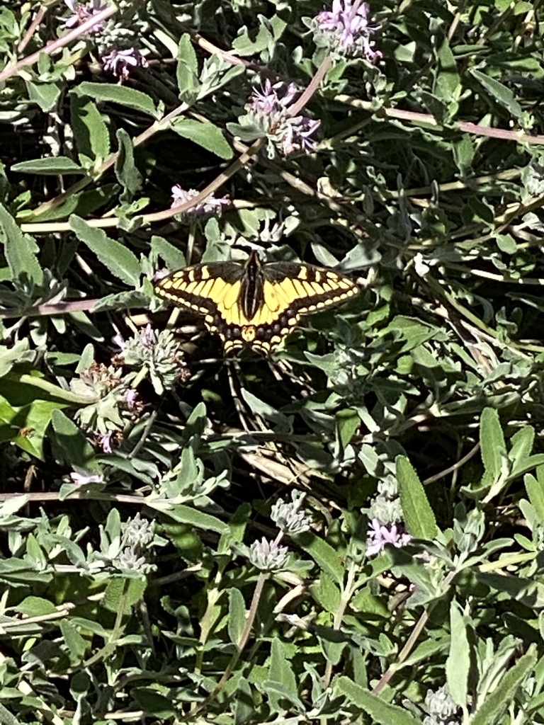 Anise Swallowtail from Golden Gate Park, San Francisco County, US-CA ...