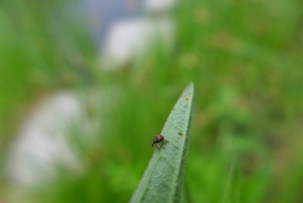 Flower Bud Weevil from Innenstadt, Göttingen, Deutschland on May 22 ...