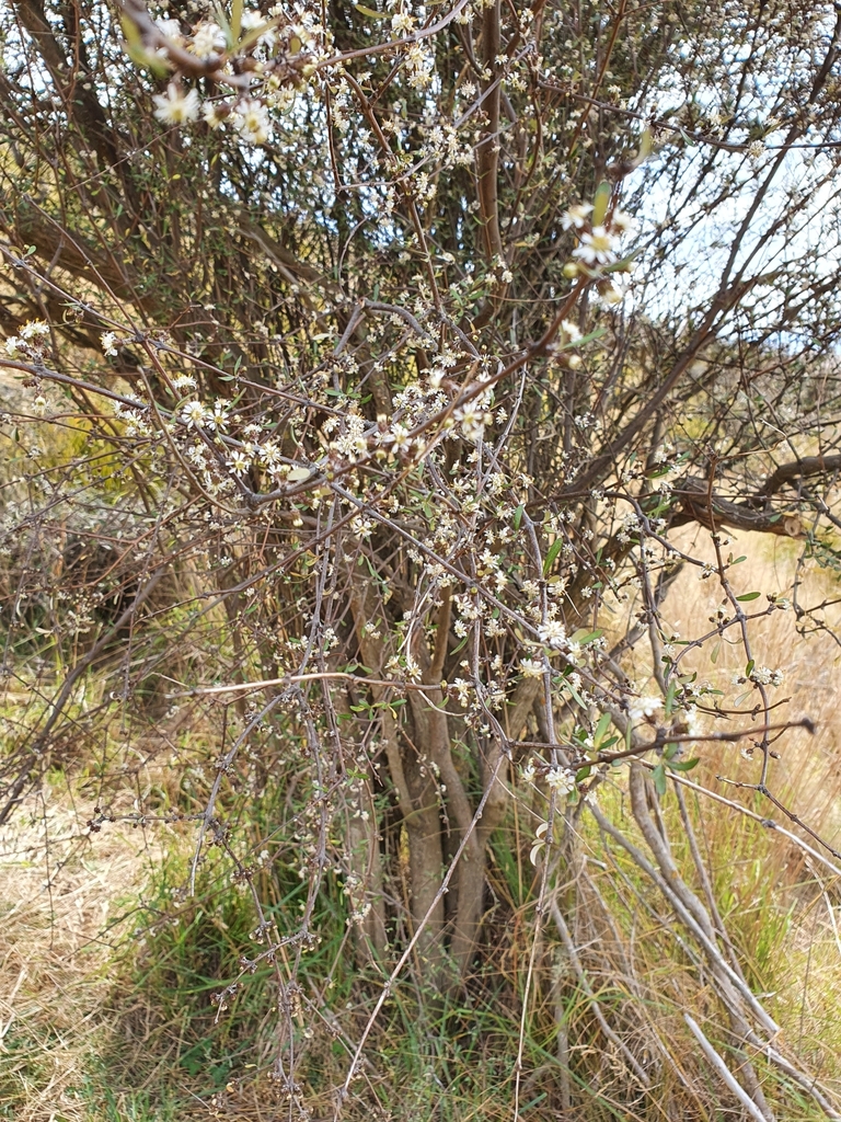 Olearia odorata from Central Otago, NZ-OT, NZ on March 30, 2021 at 02: ...