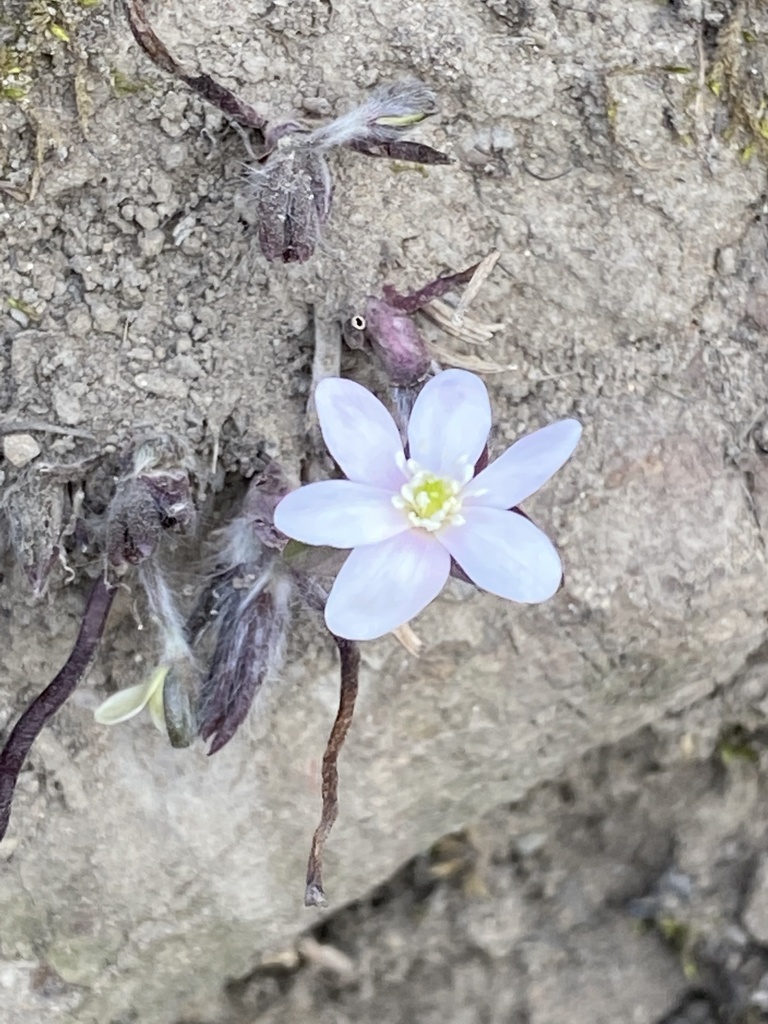 sharp-lobed hepatica in March 2021 by Jeff Skrentny · iNaturalist