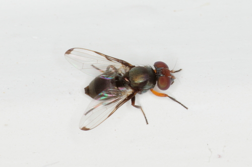 Acrosticta apicalis · iNaturalist