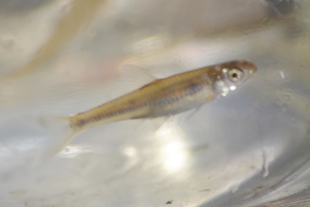 Spottail Shiner from Coshocton County, OH, USA on March 30, 2021 at 09: ...
