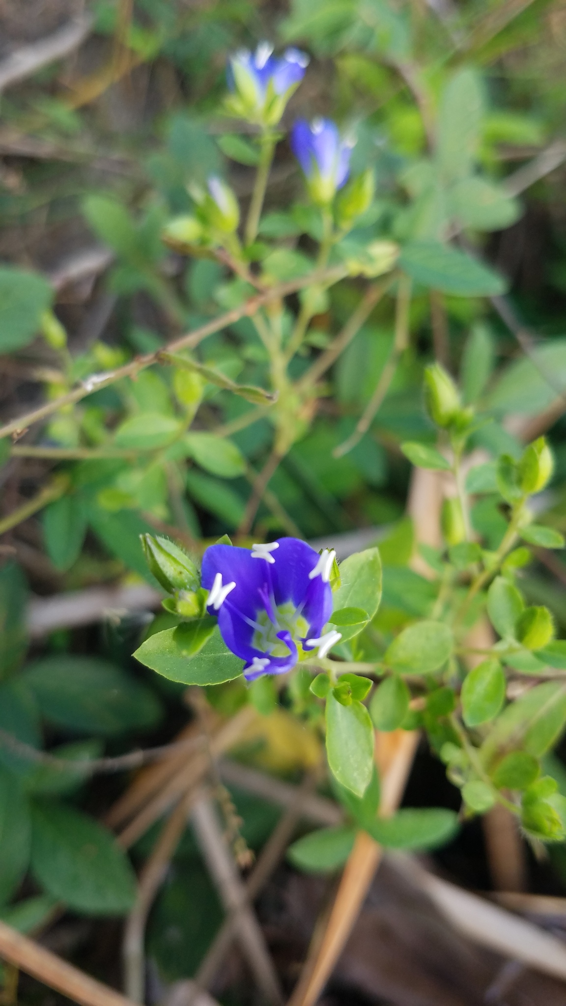 Hydrolea spinosa L.