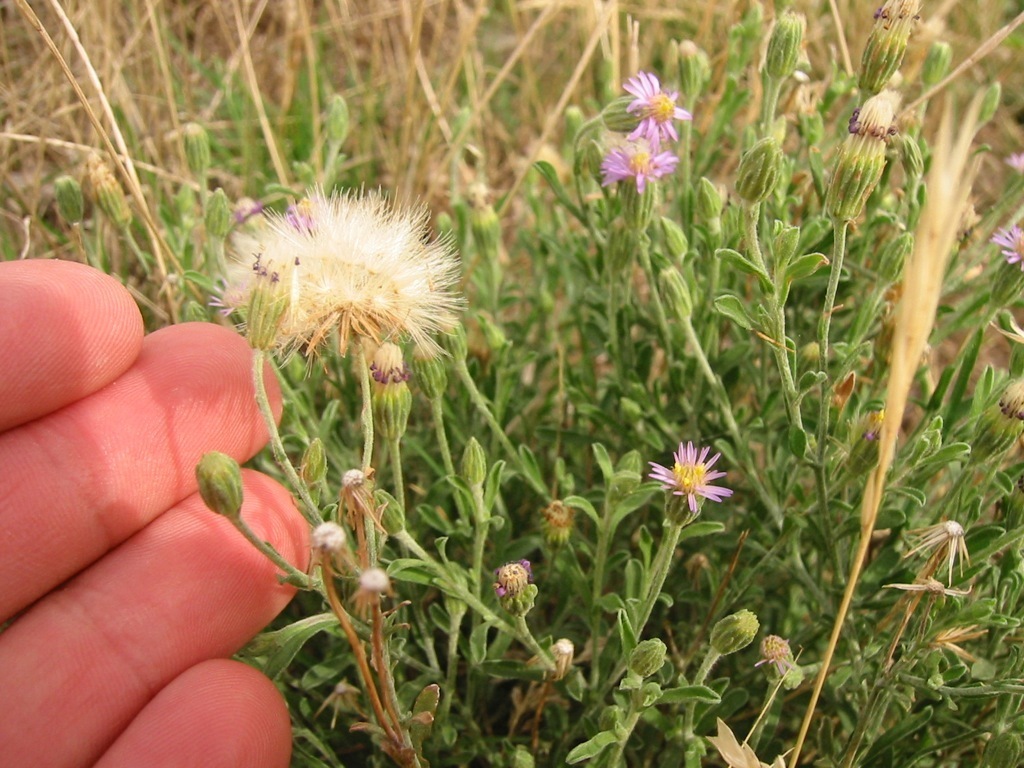 Purple Fuzzweed (Cloud Nine Plants) · iNaturalist