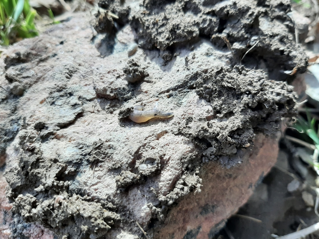 Worm Slug from Hamilton, CA-ON, CA on March 30, 2021 at 04:05 PM by ...