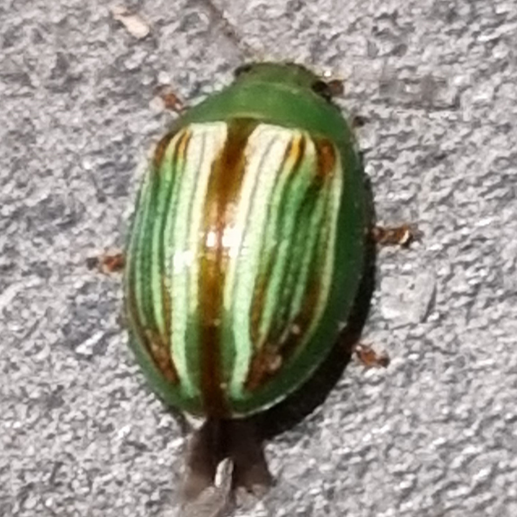 Fireblight Leaf Beetle from Gordon VIC 3345, Australia on March 30 ...