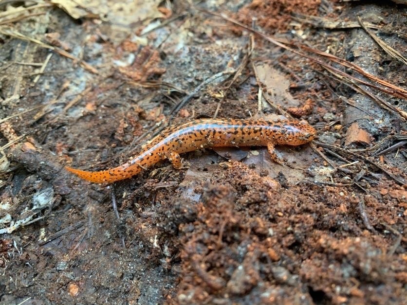 Red Salamander from Fort Bragg Rd, Southern Pines, NC, US on October 2 ...