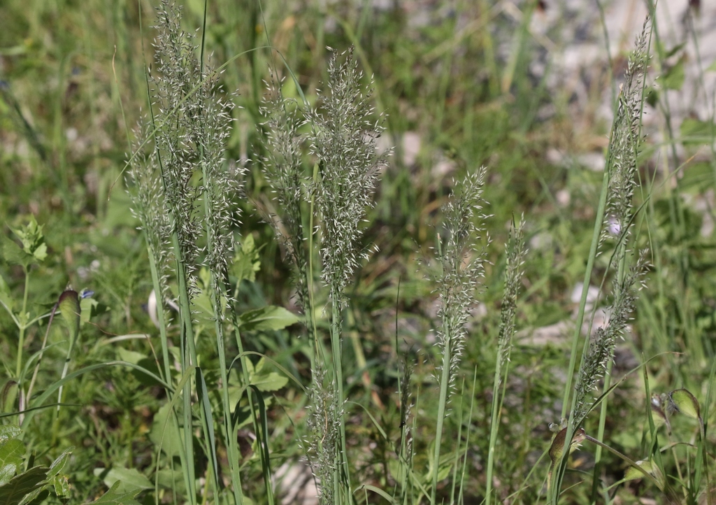 Pine Dropseed (Plants of Eleven Mile State Park) · iNaturalist